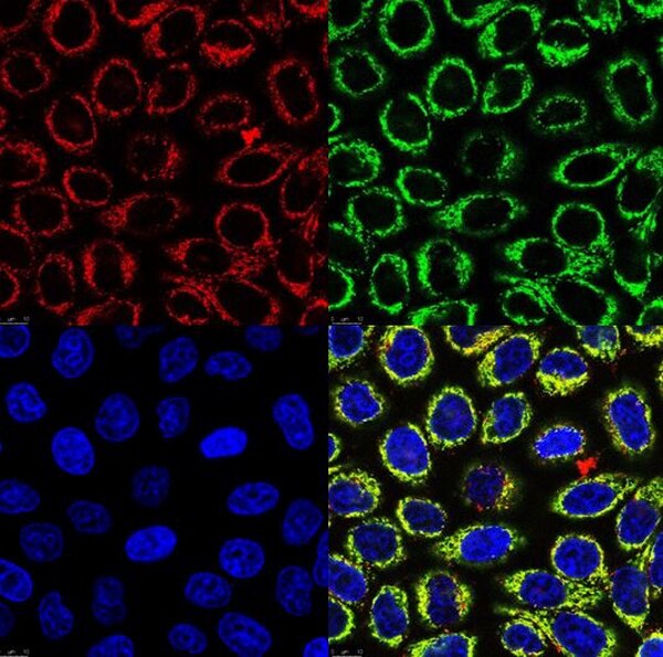 BioTracker ATP-Red Live Cell Dye | SCT045